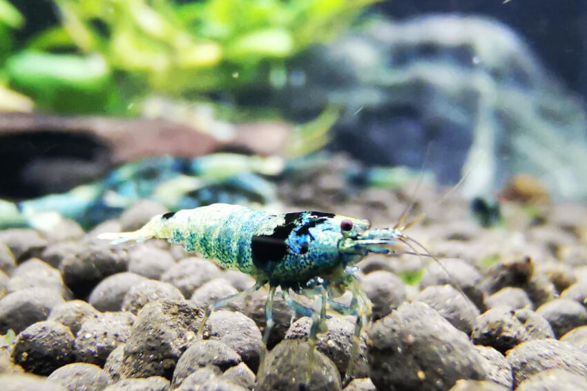 Zierfische Schlaak - Blue Shadow Mosura - Taiwan Bee